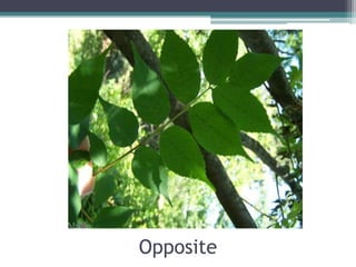 U4 l4 types of roots | PPT