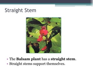 U4 l4 types of roots | PPT