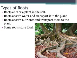 U4 l4 types of roots | PPTX