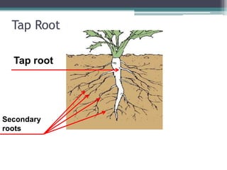 U4 l4 types of roots | PPT