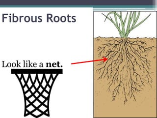 U4 l4 types of roots | PPT