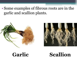 U4 l4 types of roots | PPTX
