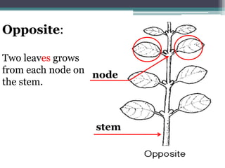 U4 l4 types of roots | PPT