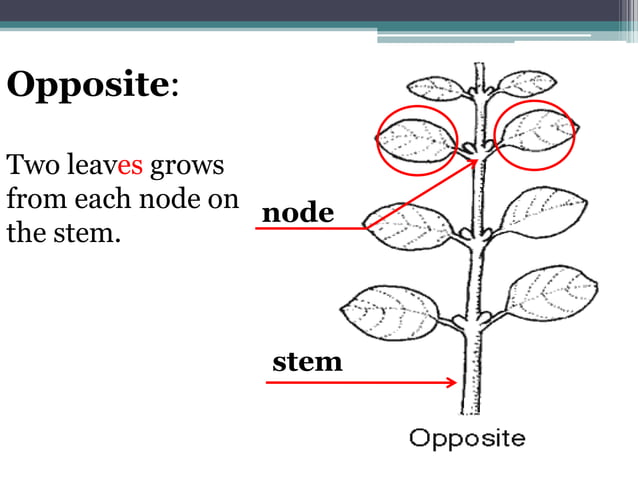 U4 l4 types of roots | PPT