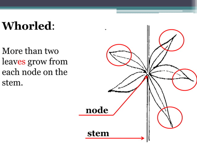 U4 l4 types of roots | PPT