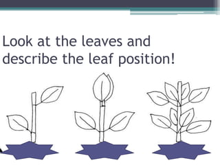 U4 l4 types of roots | PPT