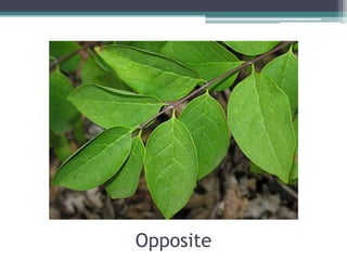 U4 l4 types of roots | PPT