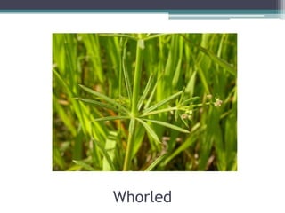 U4 l4 types of roots | PPT