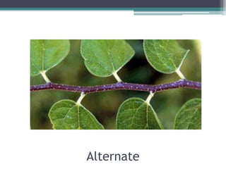 U4 l4 types of roots | PPT