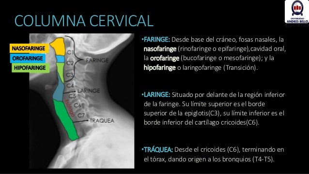 Patología radiológica de la columna vertebral