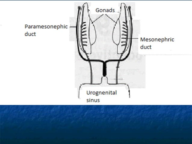 3pediatric urology, anomaly.pdf, urinogenital | PPT