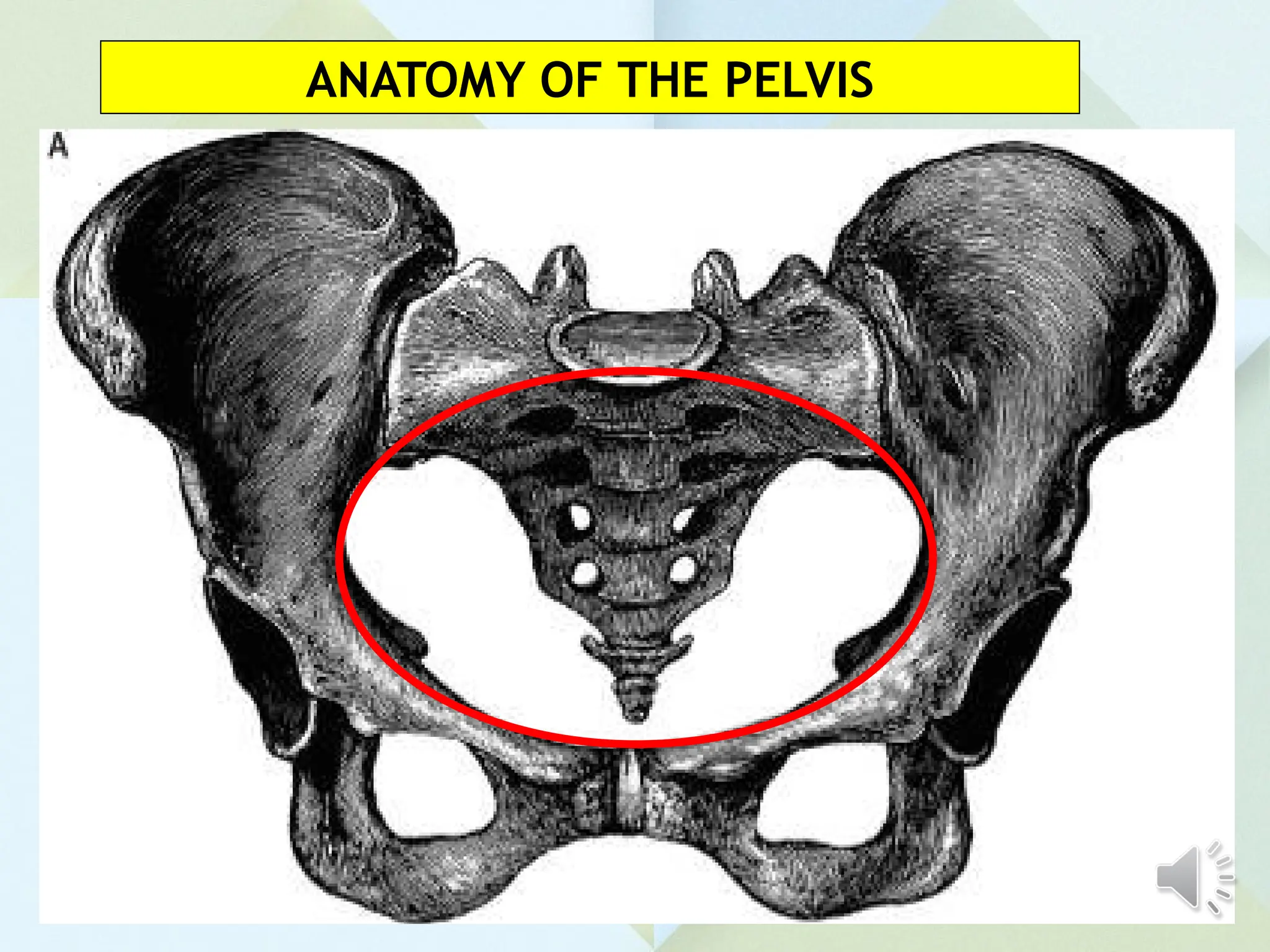 3) Pelvic walls, joints, vessels _ nerves.ppt