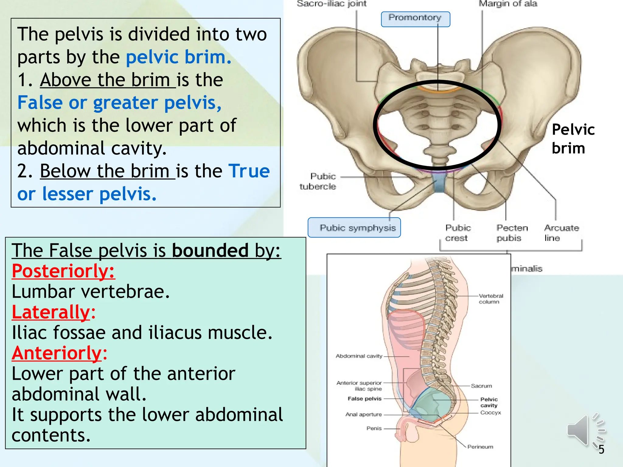 3) Pelvic walls, joints, vessels _ nerves.ppt