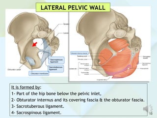 3) Pelvic walls, joints, vessels _ nerves.ppt
