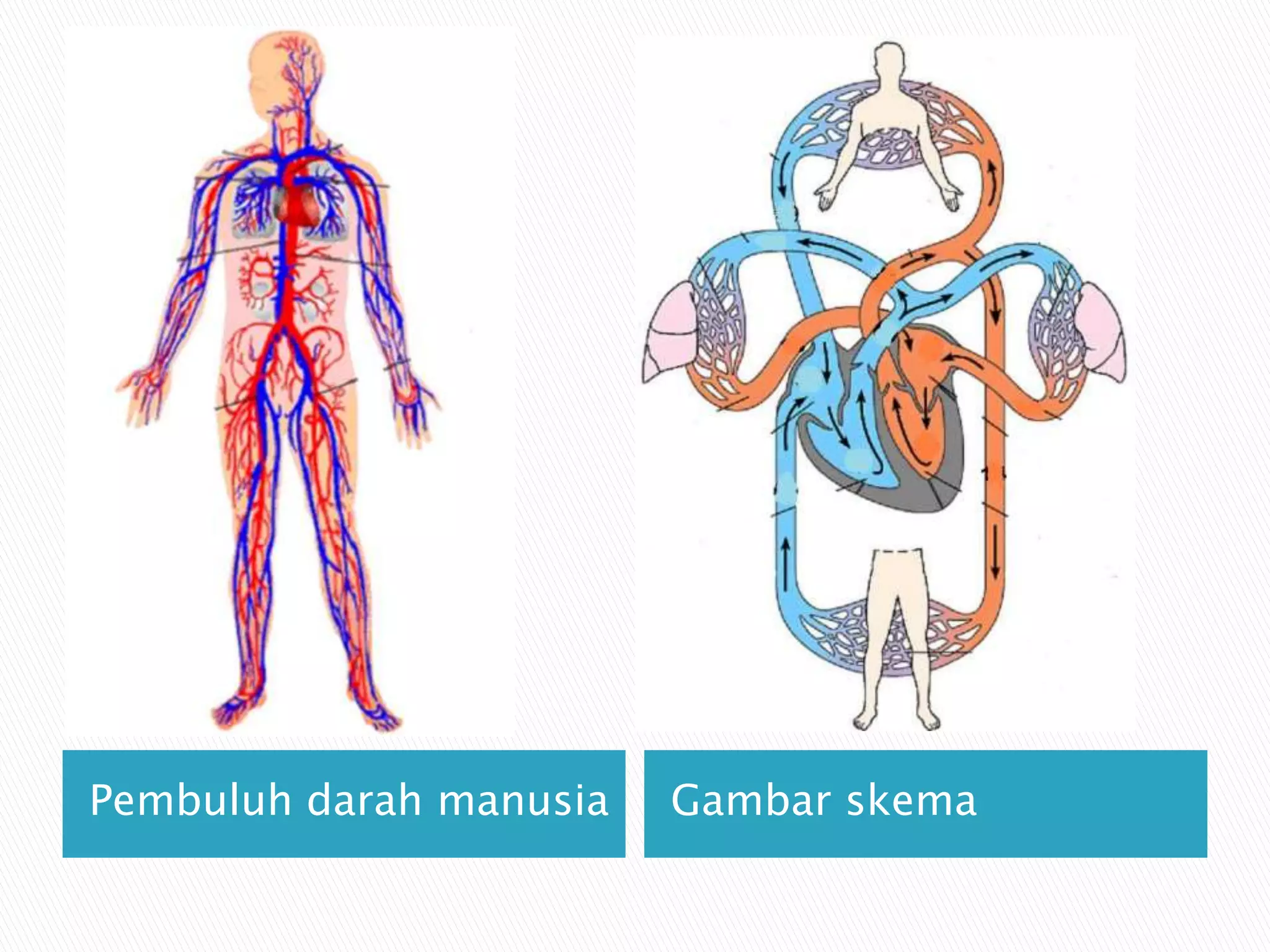 3 pembuluh darah | PPTX