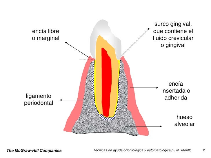 3 periodoncia