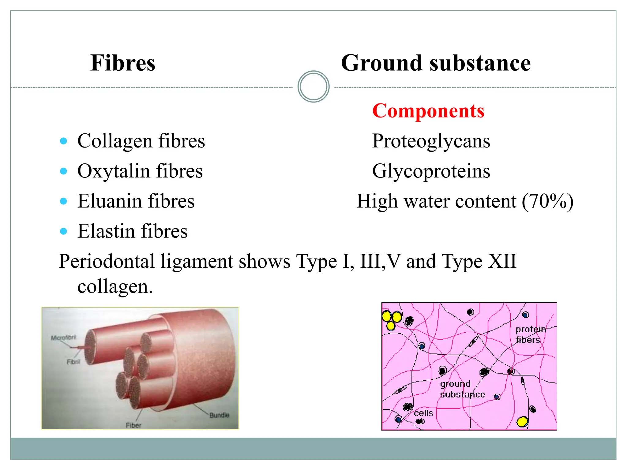 Periodontal ligament, fibers, functions, blood supply | PPT