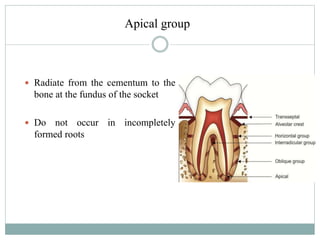 Periodontal ligament, fibers, functions, blood supply | PPT