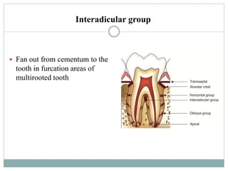 Periodontal ligament, fibers, functions, blood supply | PPT