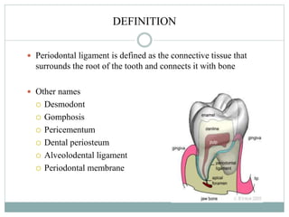 Periodontal ligament, fibers, functions, blood supply | PPT