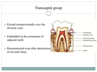 Periodontal ligament, fibers, functions, blood supply | PPT