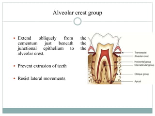 Periodontal ligament, fibers, functions, blood supply | PPT