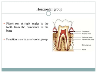 Periodontal ligament, fibers, functions, blood supply | PPT