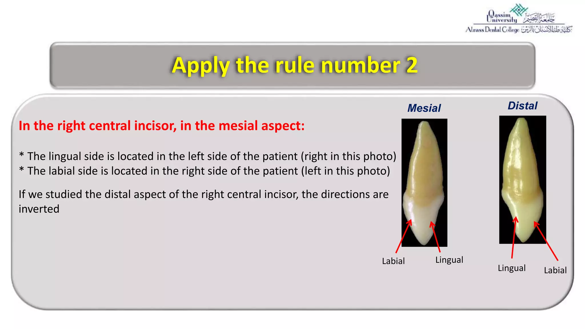 3= Permanent maxillary Central incisor.pptx