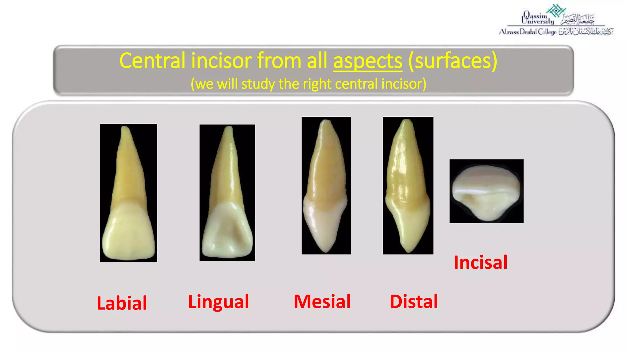 3= Permanent maxillary Central incisor.pptx