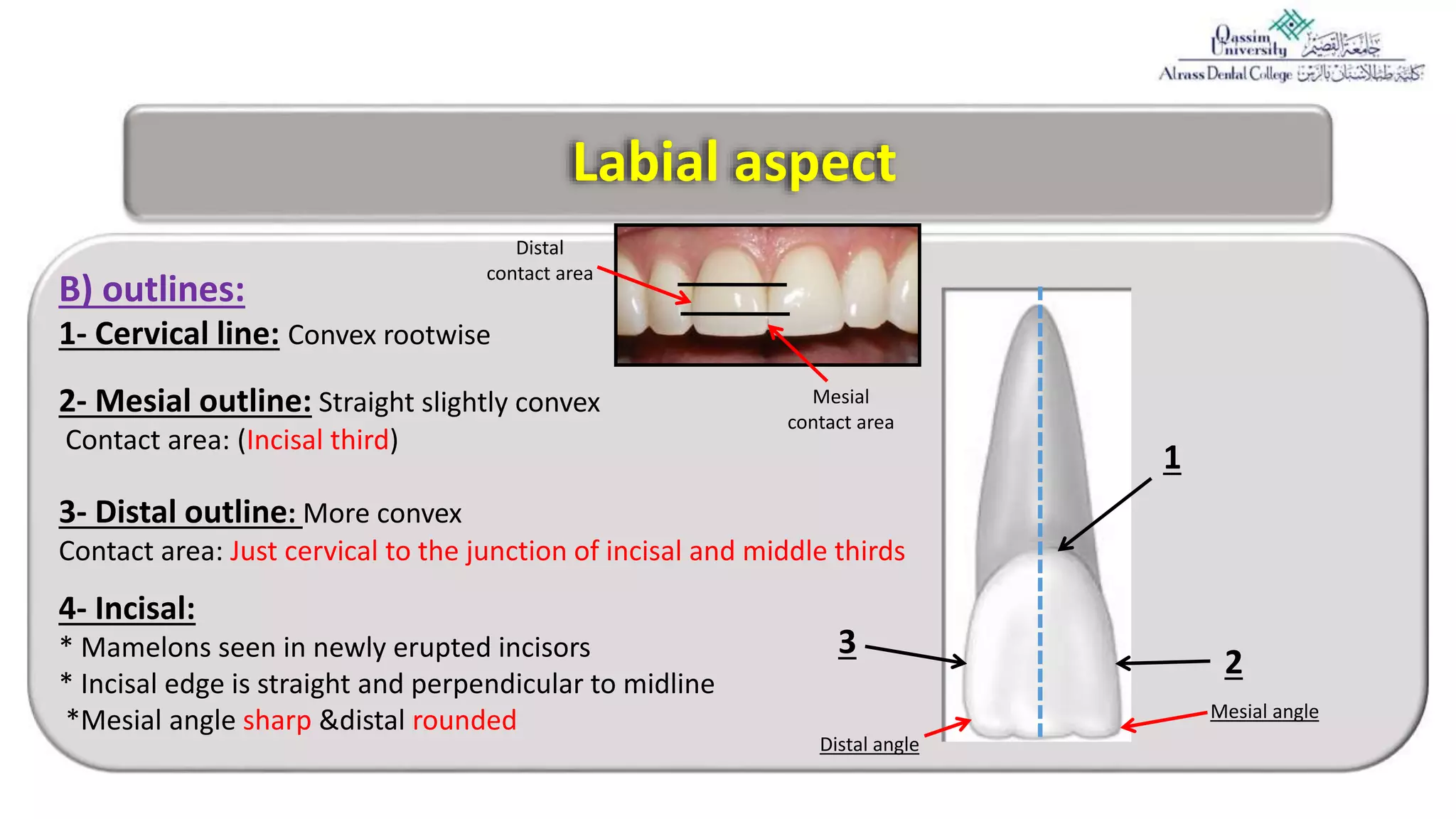 3= Permanent maxillary Central incisor.pptx