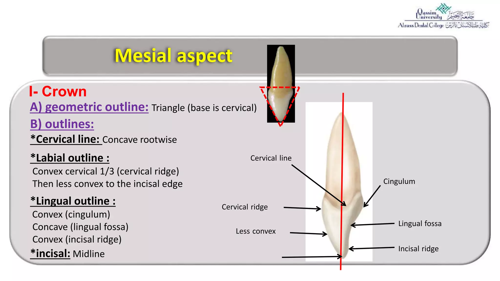 3= Permanent maxillary Central incisor.pptx