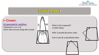 3= Permanent maxillary Central incisor.pptx