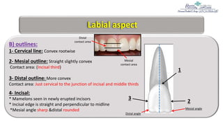 3= Permanent maxillary Central incisor.pptx
