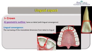 3= Permanent maxillary Central incisor.pptx