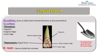 3= Permanent maxillary Central incisor.pptx