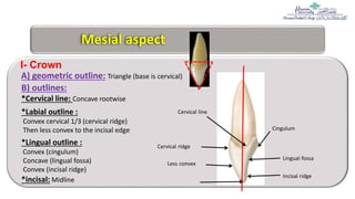 3= Permanent maxillary Central incisor.pptx
