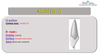 3= Permanent maxillary Central incisor.pptx