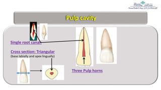 3= Permanent maxillary Central incisor.pptx
