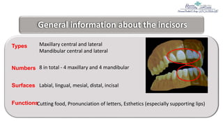 3= Permanent maxillary Central incisor.pptx