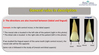 3= Permanent maxillary Central incisor.pptx
