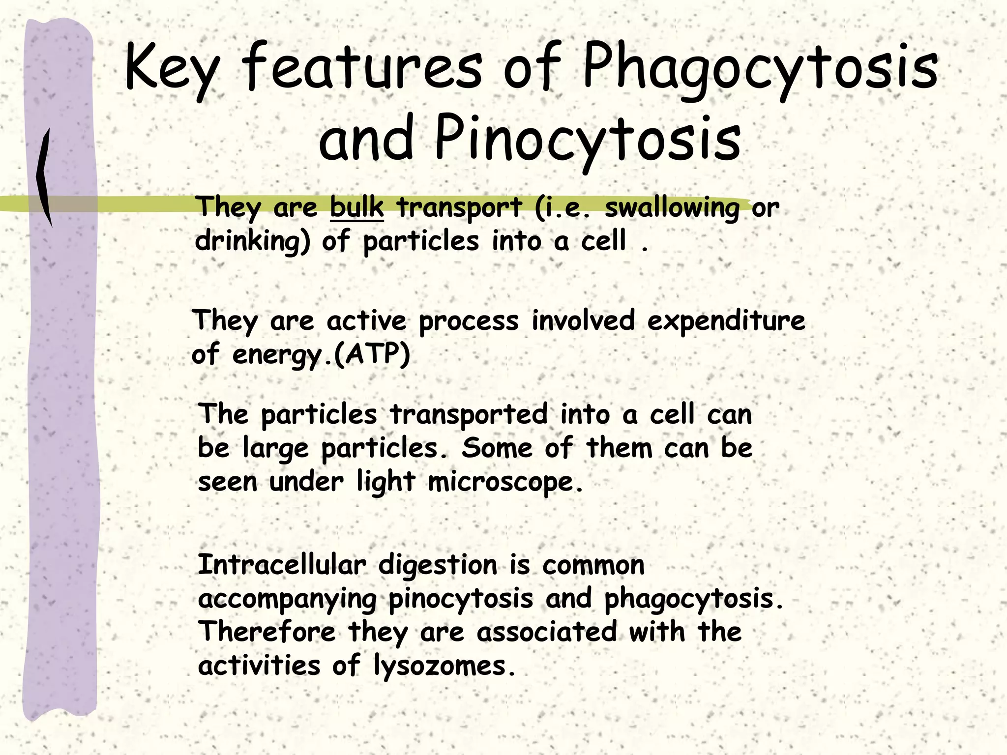 The phagocytosis and pinocytosis | PPTX