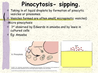 The phagocytosis and pinocytosis | PPTX