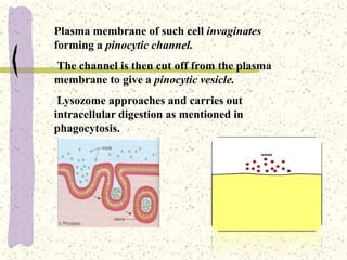 The phagocytosis and pinocytosis | PPTX