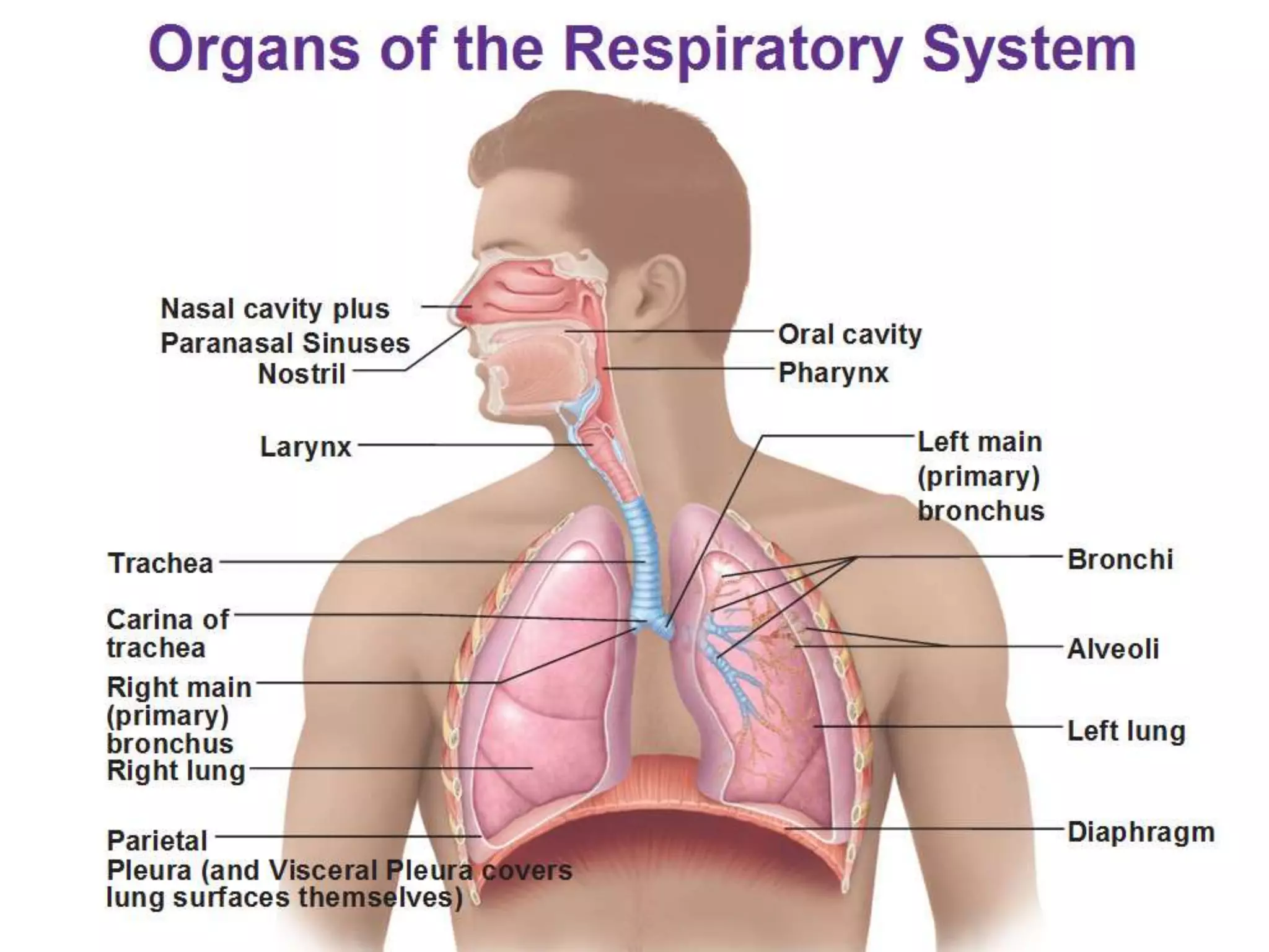 Pharyngitis- Easy PPT for Nursing Students | PDF