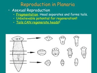 3 phylum platyhelminthes | PPS