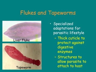 3 phylum platyhelminthes | PPS