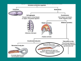 3 phylum platyhelminthes | PPS