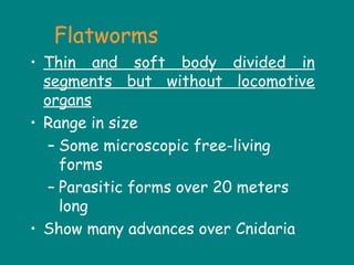 3 phylum platyhelminthes | PPS