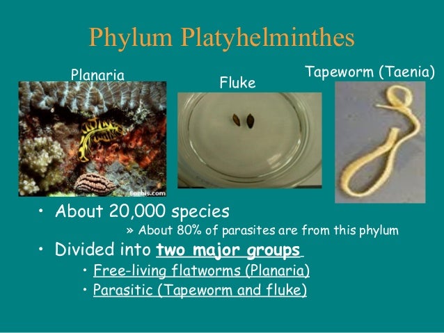 Phylum Platyhelminthes Tapeworm