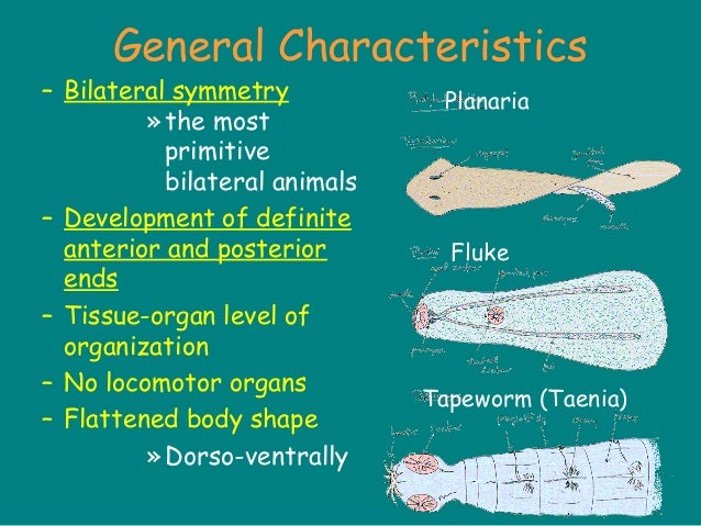 Phylum Platyhelminthes Classification And Features